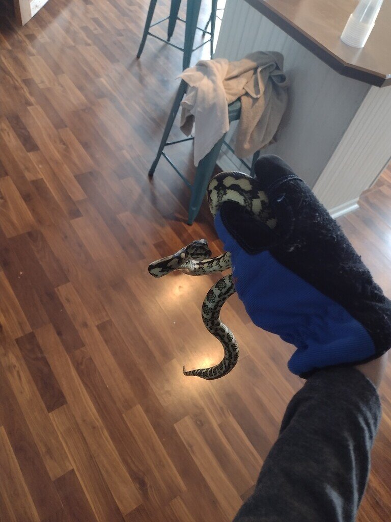 Striped coastal carpet python update - Carpet Pythons - MorphMarket ...