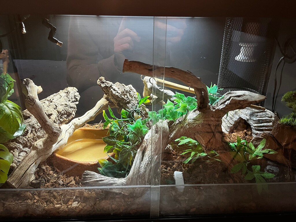 Mouth Rot Rescue Update Number 2 - Ball Pythons - MorphMarket Reptile ...