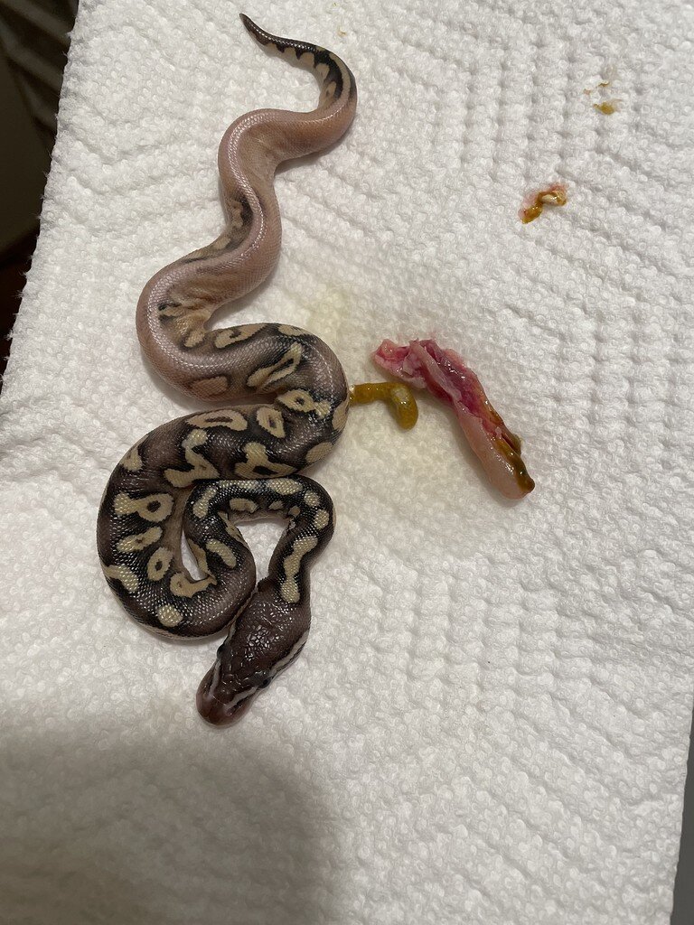 Hard Belly Removal *Graphic Treatment Photo* - Ball Pythons ...