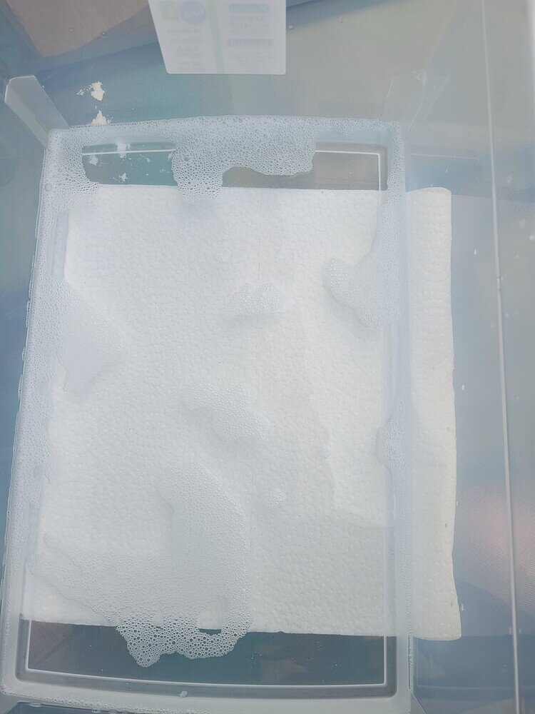 Help identifying mites! - Ball Pythons - MorphMarket Reptile Community