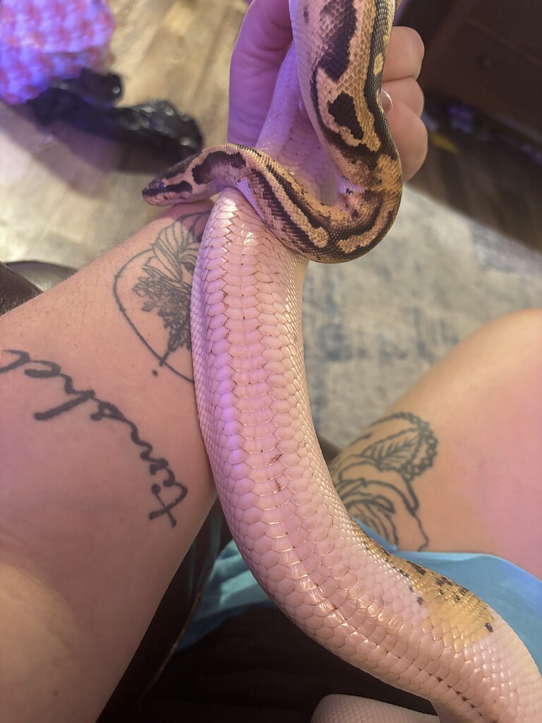 Please help! Scale rot? - All Reptiles - MorphMarket Reptile Community