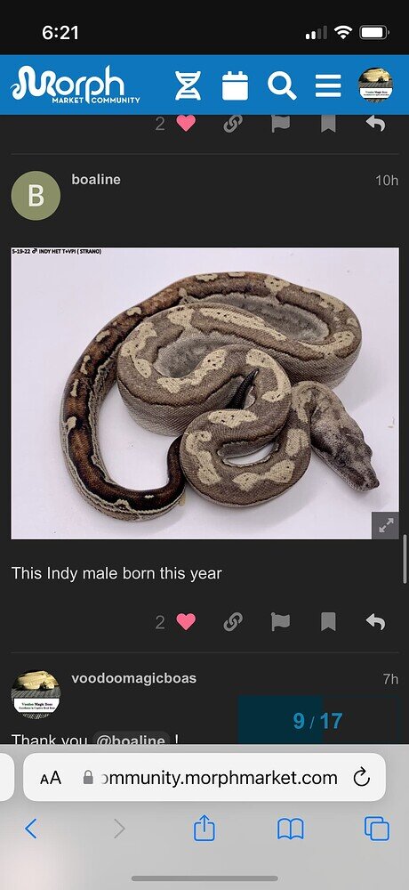 Indy morph-Boa imperator/Boa constrictor imperator [DONE] - Genetics ...