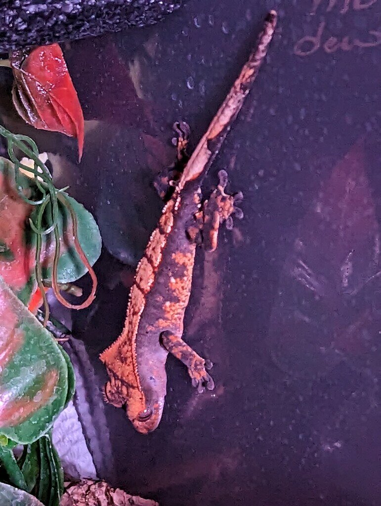 Neko - tail rot or just a really dark tail? - Crested Geckos ...