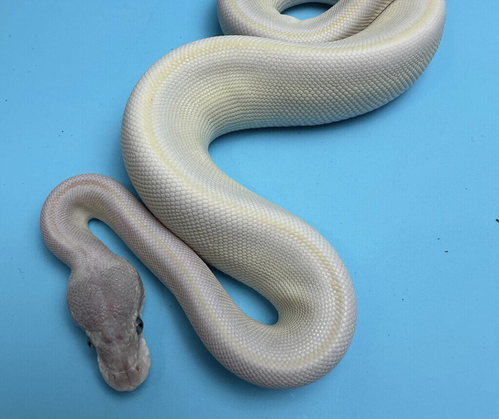 Can someone help me identify? - All Reptiles - MorphMarket Reptile ...