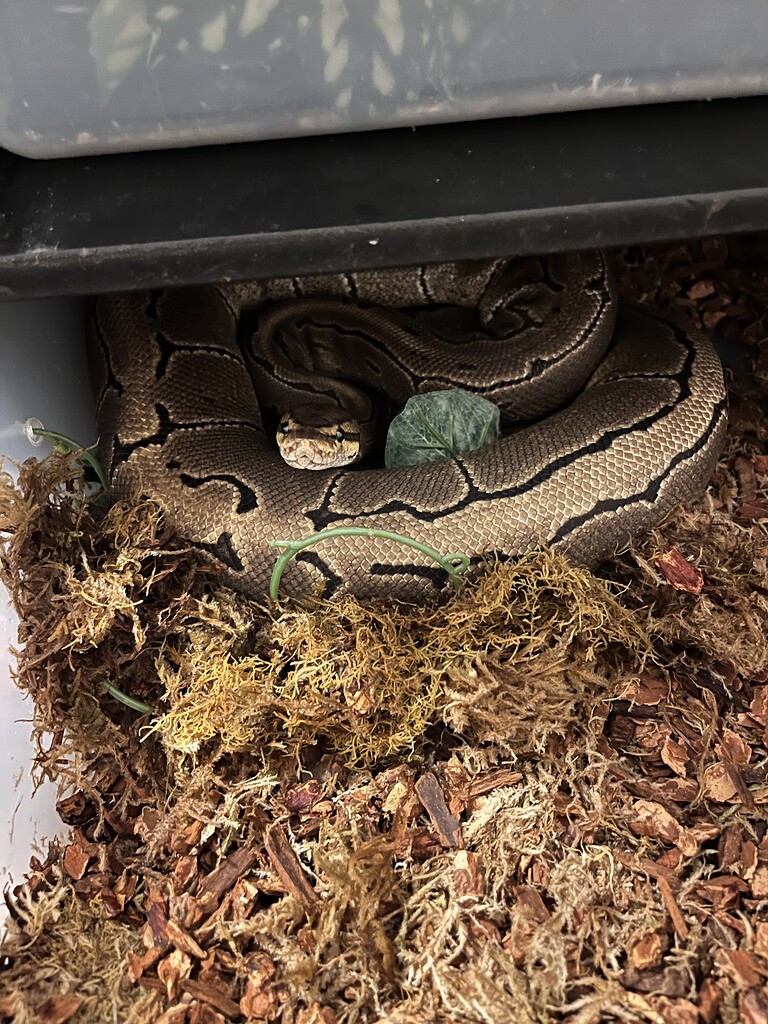 Need some assistance with this - Ball Pythons - MorphMarket Reptile ...