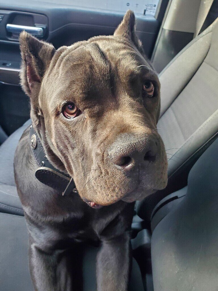 Our snake facility guard grew! - All Reptiles - MorphMarket Reptile ...