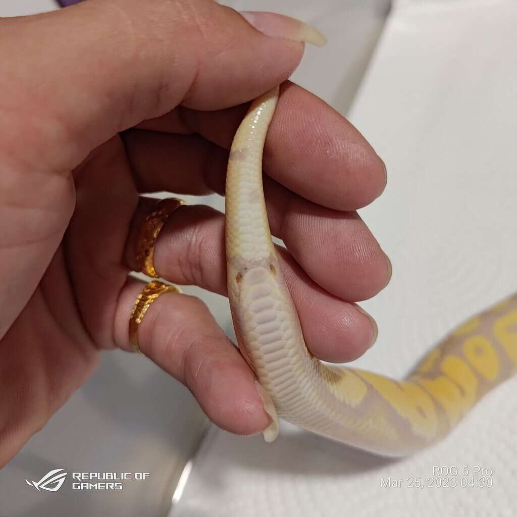 How do ID a het pied - Ball Pythons - MorphMarket Reptile Community