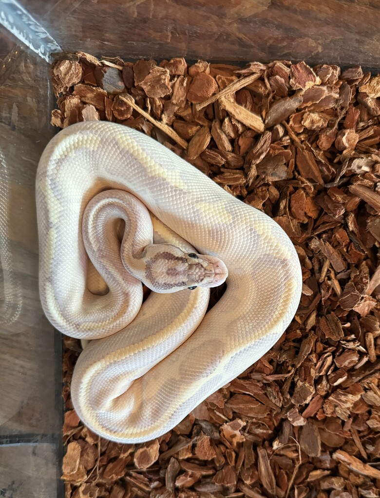 Newbie here :) - Introductions - MorphMarket Reptile Community
