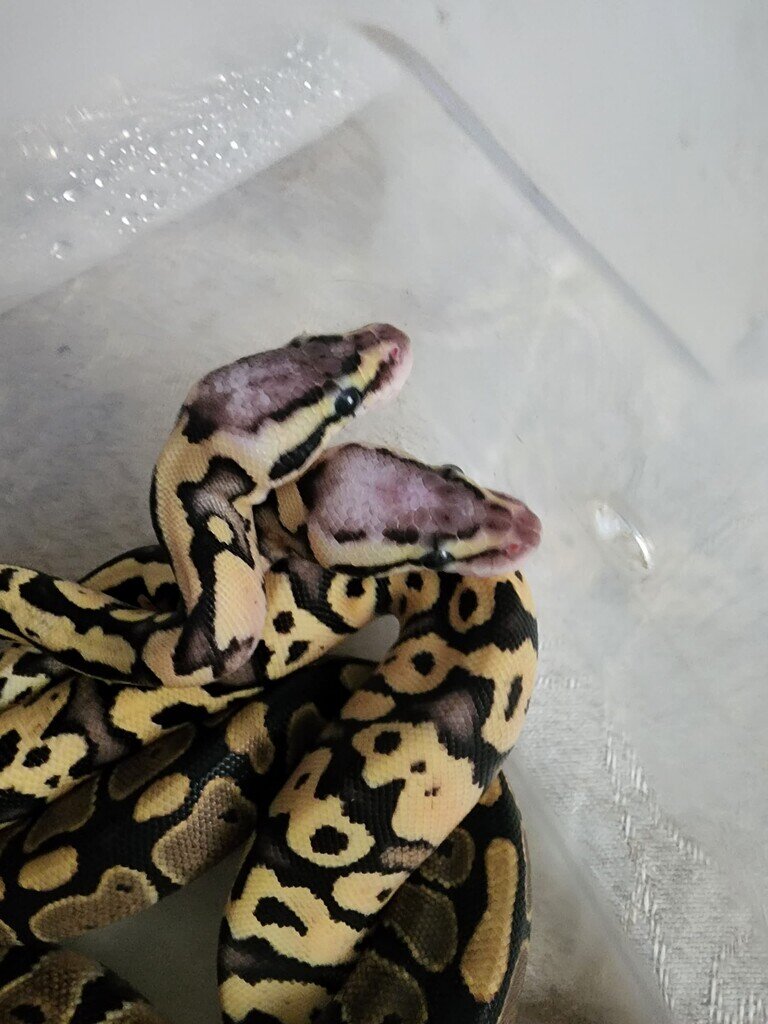 Fresh shed pictures help ID please - Ball Pythons - MorphMarket Reptile ...
