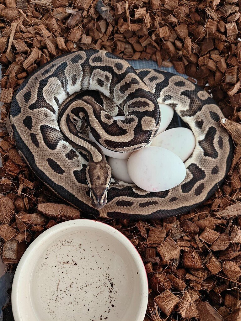 Need identification Help! - Ball Pythons - MorphMarket Reptile Community