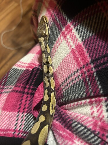 Stuck shed help - Ball Pythons - MorphMarket Reptile Community
