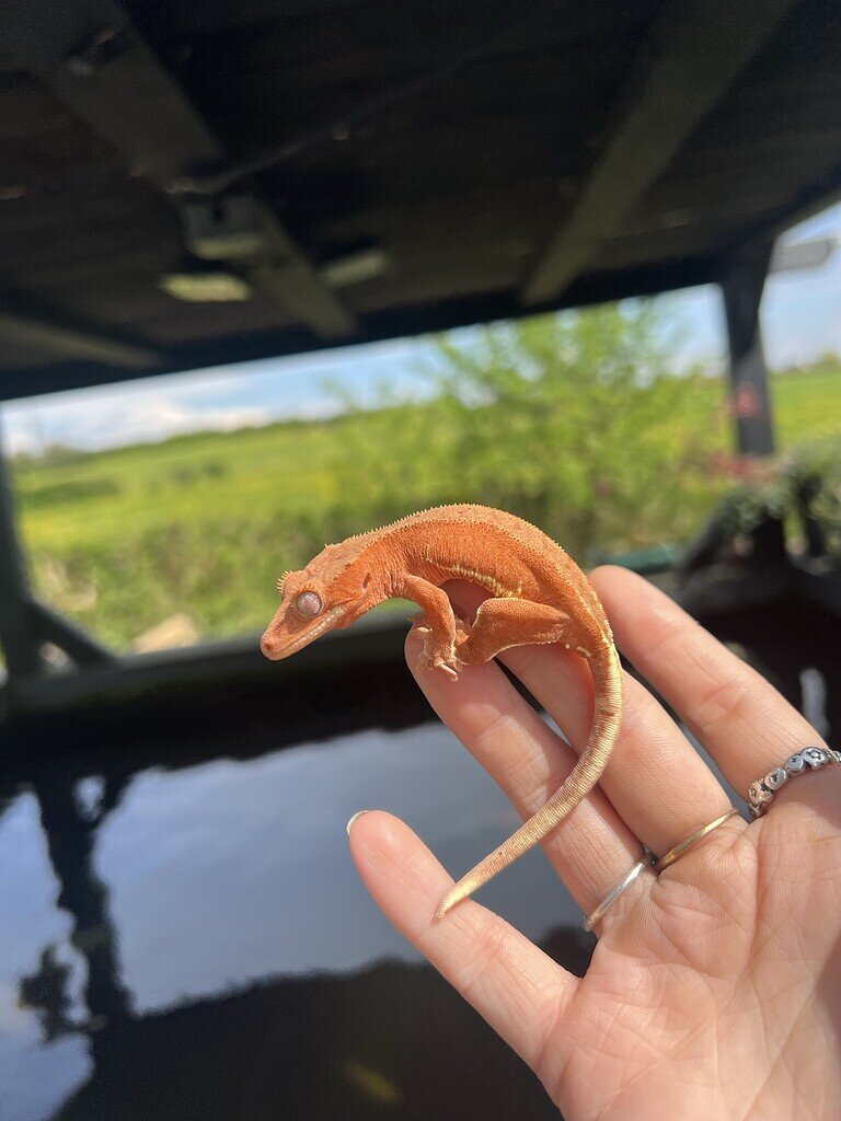 Trait Proving Rules! Crested Geckos! 🦎 - Crested Geckos - MorphMarket ...