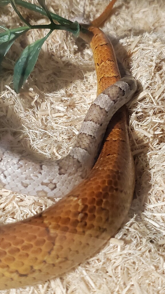 2025 Haus full of Noodles - Corn Snakes - MorphMarket Reptile Community