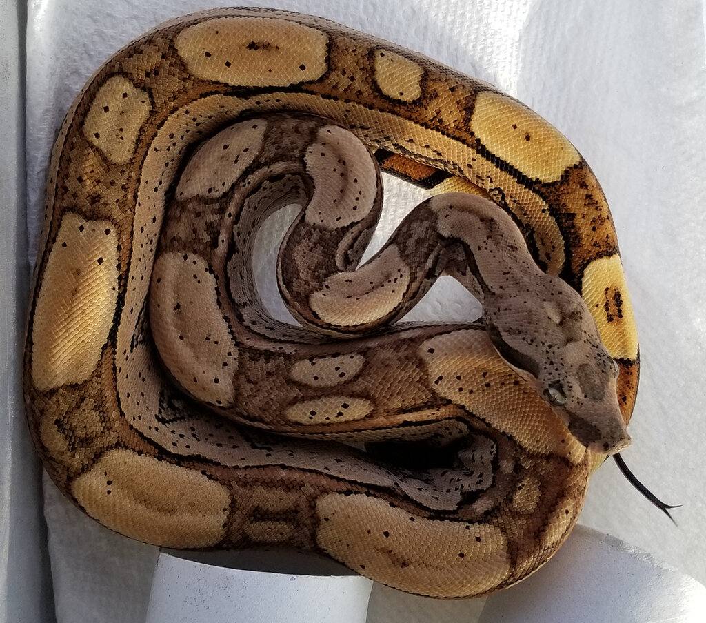 Trading with friends is great - Boa Constrictors - MorphMarket Reptile ...