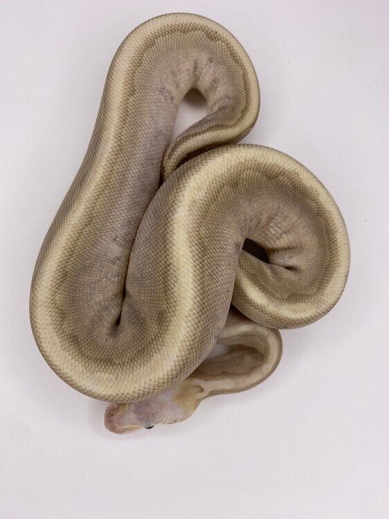 Bamboo Morph Identification Help - Ball Pythons - MorphMarket Reptile ...