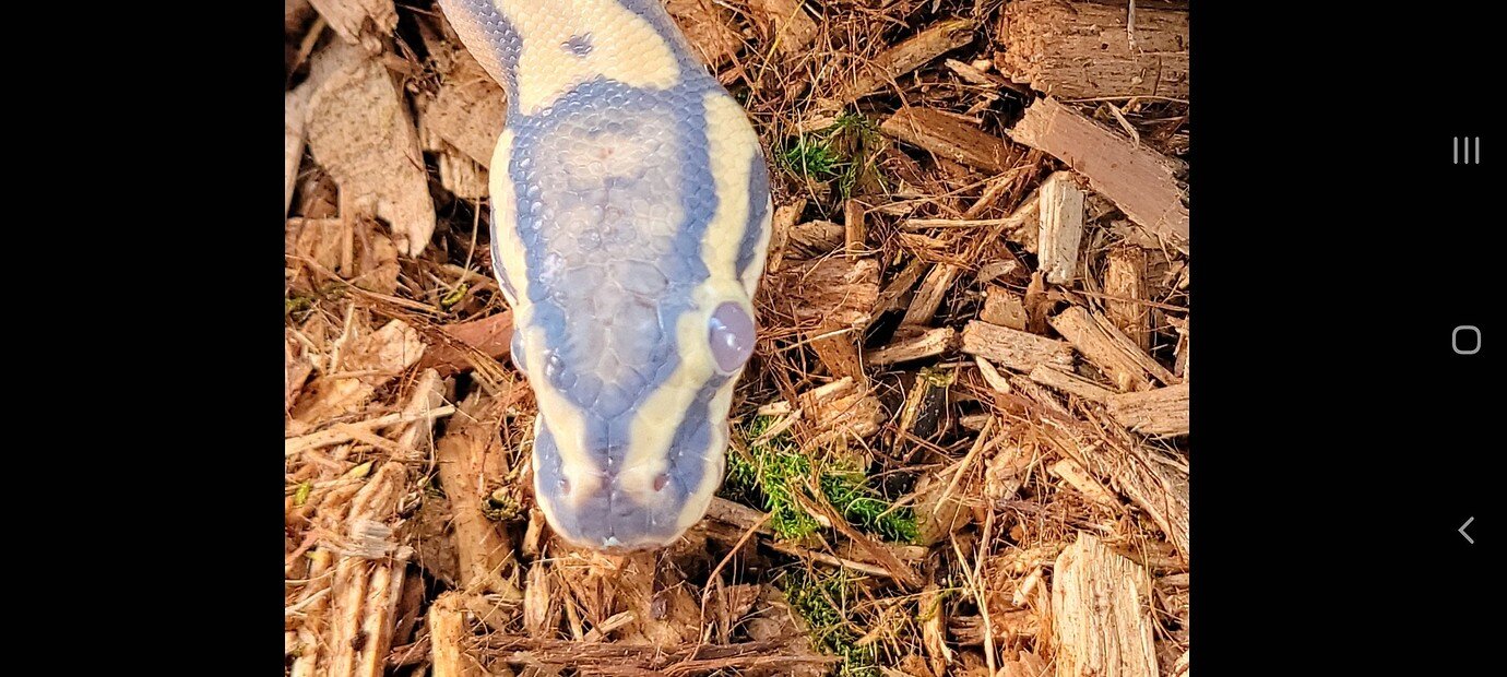 Swollen eye, suspect blocked lacrimal duct - Ball Pythons - MorphMarket ...