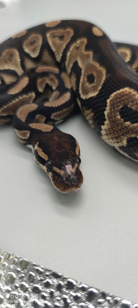 Need Advice on treatment - Ball Pythons - MorphMarket Reptile Community