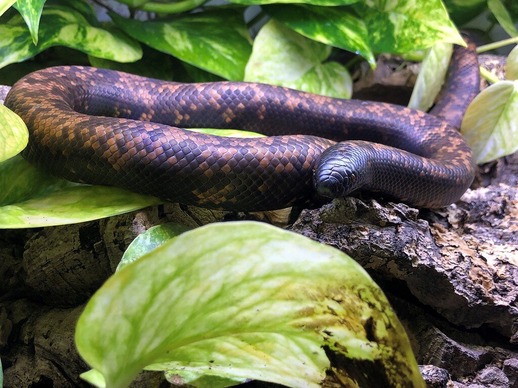 The snake with a rhinoceros hide - Sand Boas - MorphMarket Reptile ...