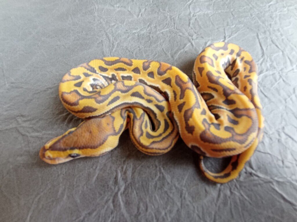 Puzzle Hypo Ultramel - Ball Pythons - MorphMarket Reptile Community