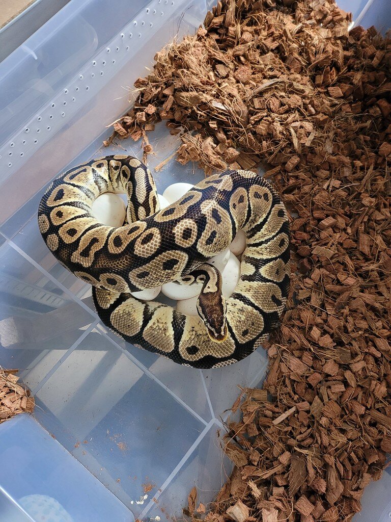 Finally, Our first eggs ever! - Ball Pythons - MorphMarket Reptile ...
