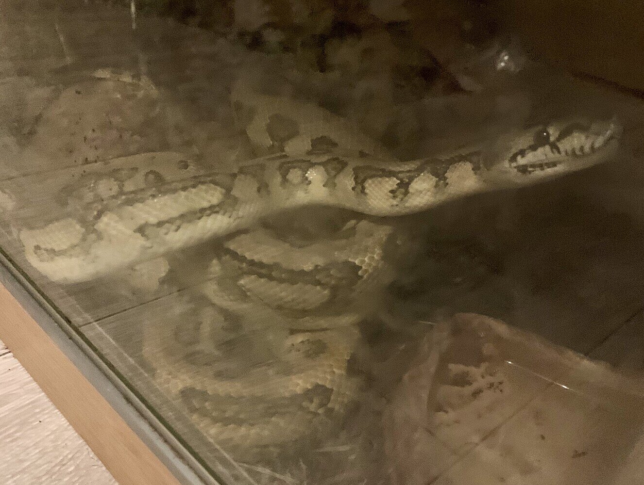 Help needed to identify pythons - Carpet Pythons - MorphMarket Reptile ...