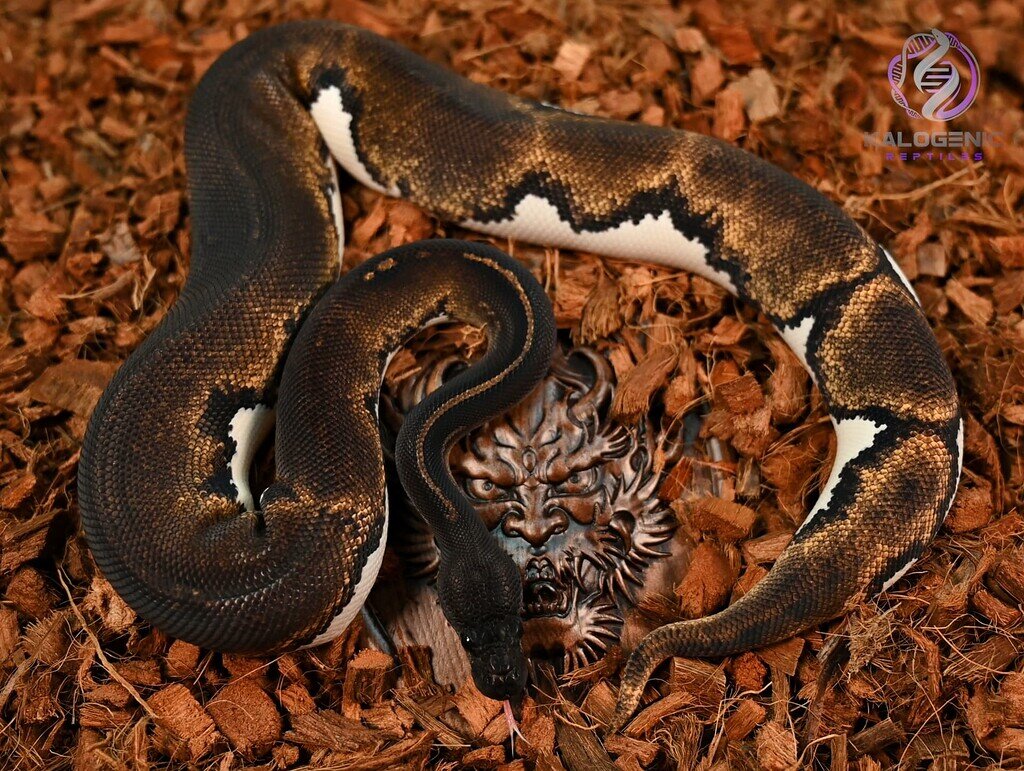 I am going to assume she's all done with her little food strike - Ball ...