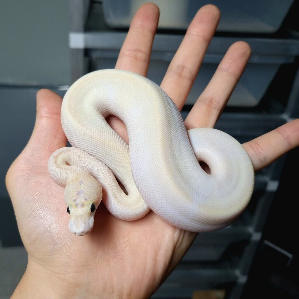 Can U guess the morphs? - Ball Pythons - MorphMarket Reptile Community