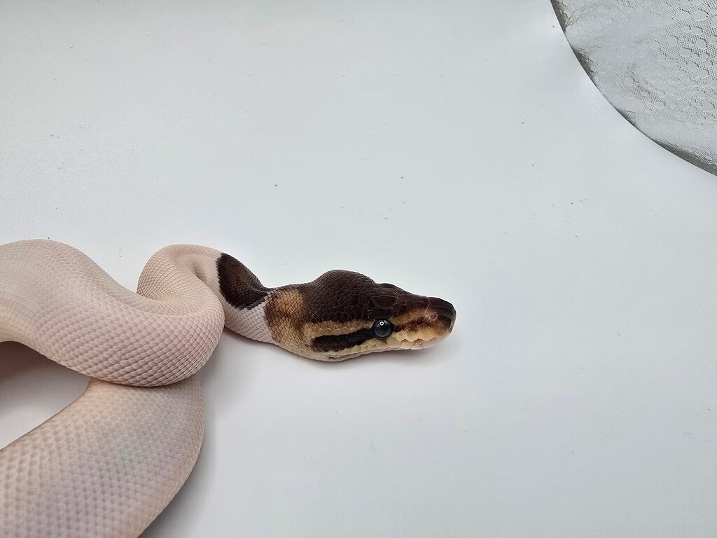 Shed Test Stumped - Ball Pythons - MorphMarket Reptile Community