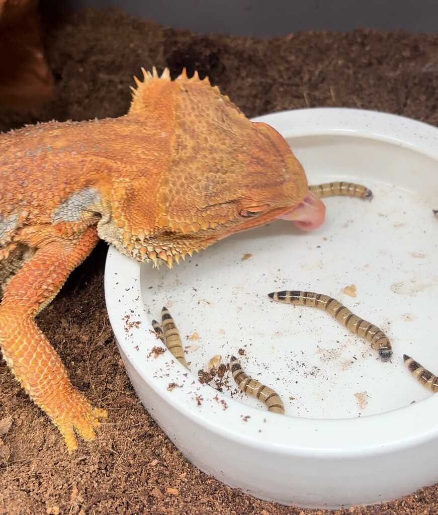 Vision issues - Bearded Dragons - MorphMarket Reptile Community
