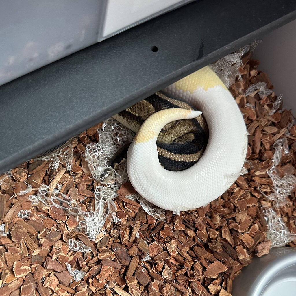 Would this be considered a lock? - Ball Pythons - MorphMarket Reptile ...