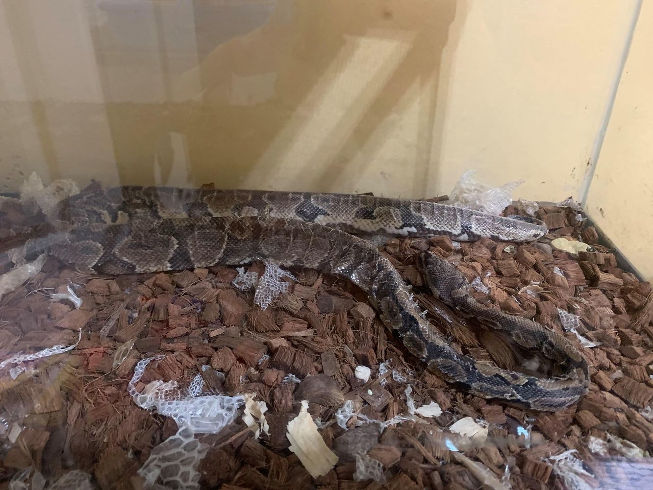 Emaciated, dehydrated Ball Python - Ball Pythons - MorphMarket Reptile ...