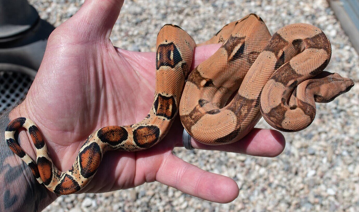 Enclosure size for Male BCI? - Boa Constrictors - MorphMarket Reptile ...