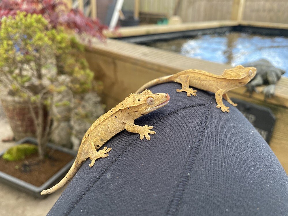 Finally some pics of Spike! - Crested Geckos - MorphMarket Reptile ...