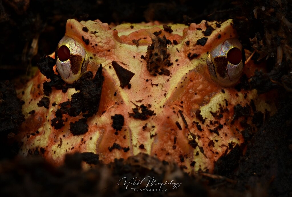 Enter stealth mode - Other Amphibians - MorphMarket Reptile Community