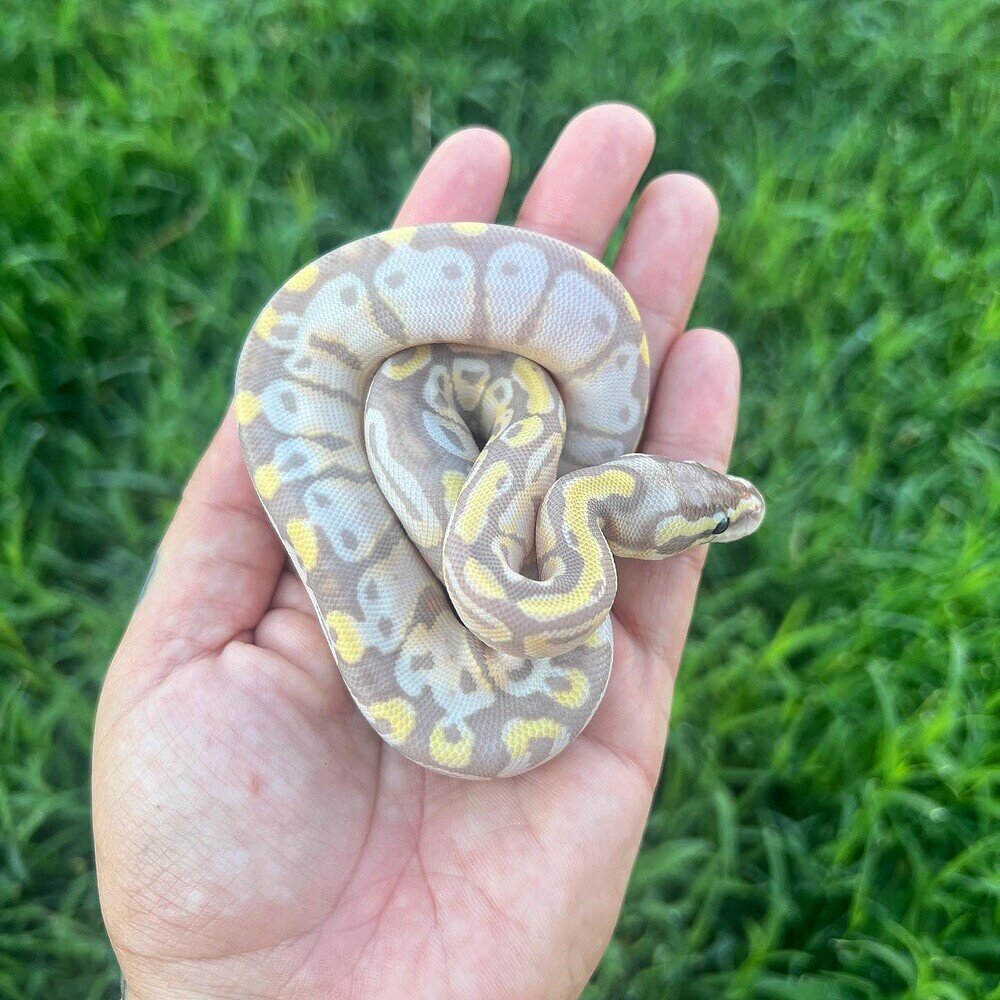 Silver bullets - Ball Pythons - MorphMarket Reptile Community