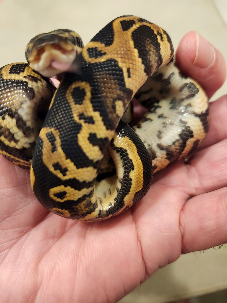 Unusual leopard hatchling - Ball Pythons - MorphMarket Reptile Community