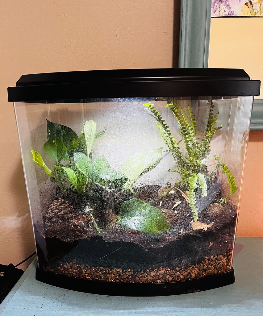 New Isopod Setup - Isopods - MorphMarket Reptile Community