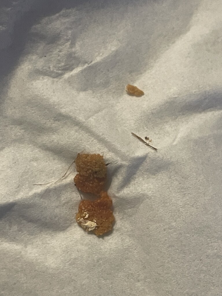 Strange BTS Poop - Skinks - MorphMarket Reptile Community