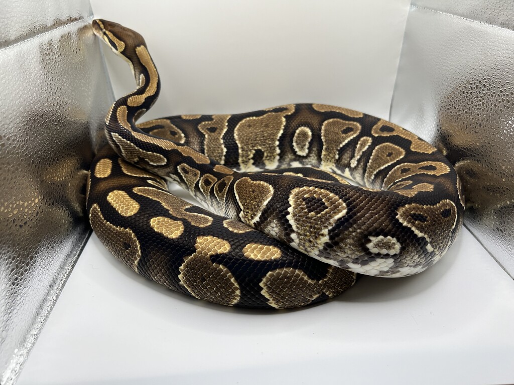 Help with Identifying Cypress Clown x Asphalt het. Clown clutch - Ball ...