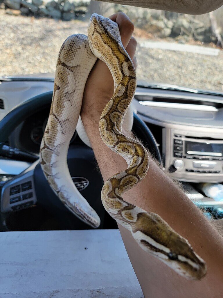 Bamboo HRA Female - Ball Pythons - MorphMarket Reptile Community