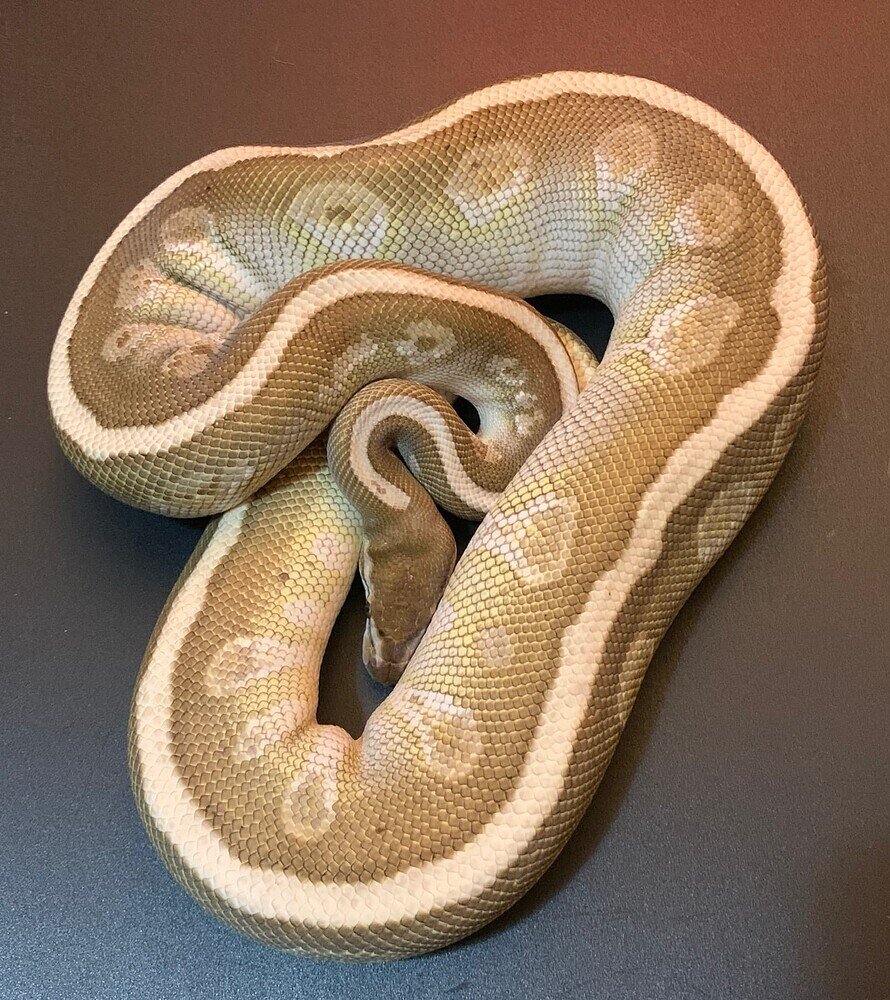 Show off your lucy complex morphs! - Ball Pythons - MorphMarket Reptile ...