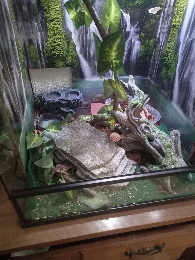 Introducing my gecko couple - Leopard Geckos - MorphMarket Reptile ...