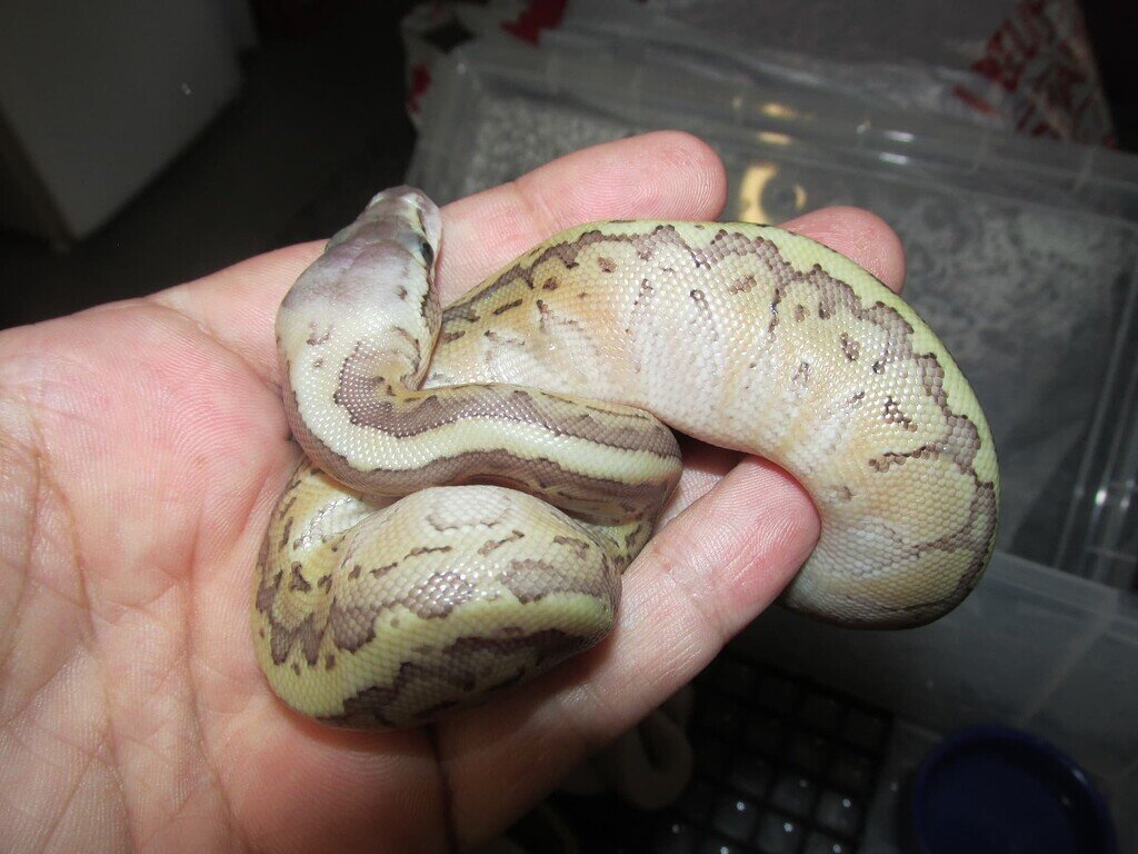Show us your morphs that improved/ changed with age - Ball Pythons ...