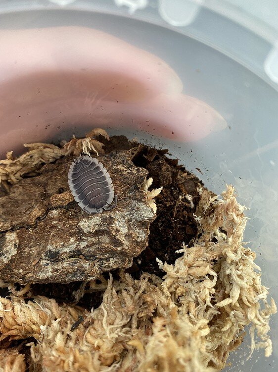 Largest Isopods? - Isopods - MorphMarket Reptile Community