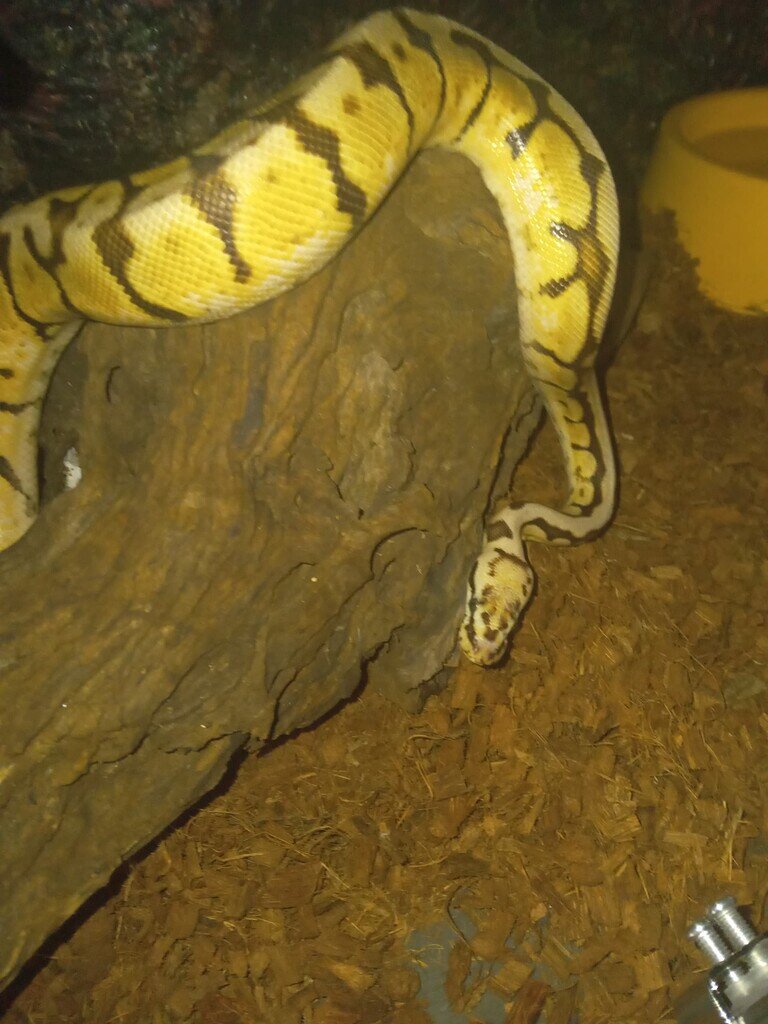 Help to identify morph - Ball Pythons - MorphMarket Reptile Community