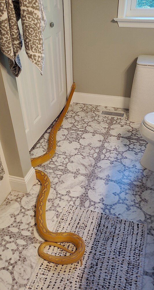 The retics of my collection! - Reticulated Pythons - MorphMarket ...