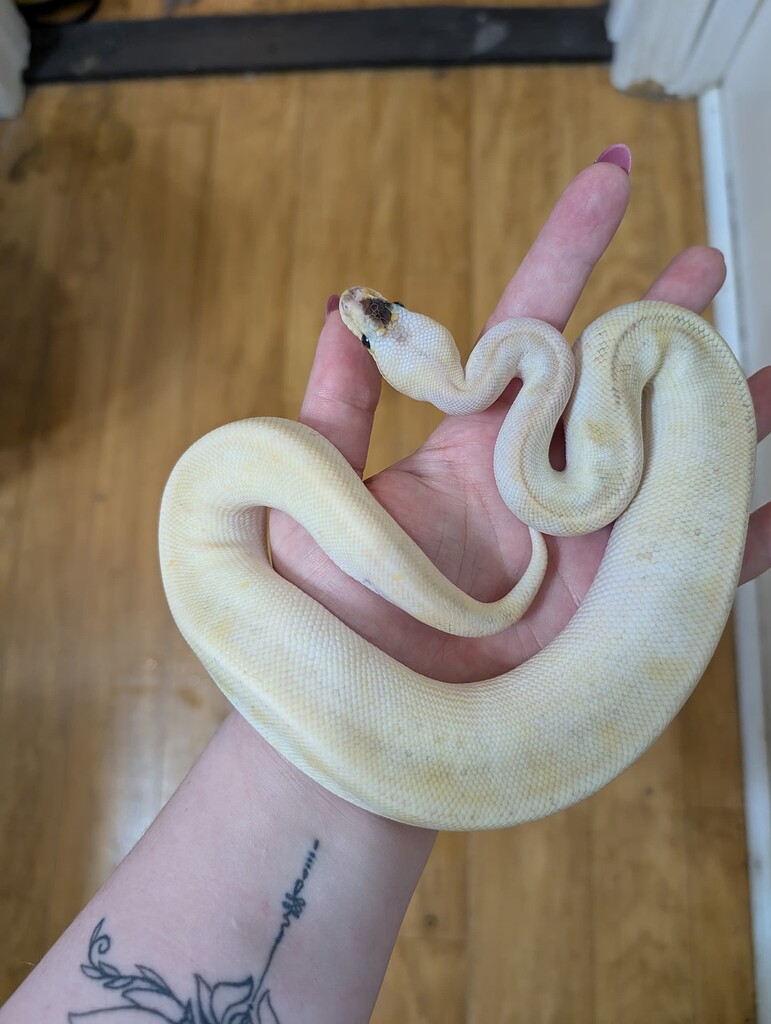 Baby Boo update! - Ball Pythons - MorphMarket Reptile Community