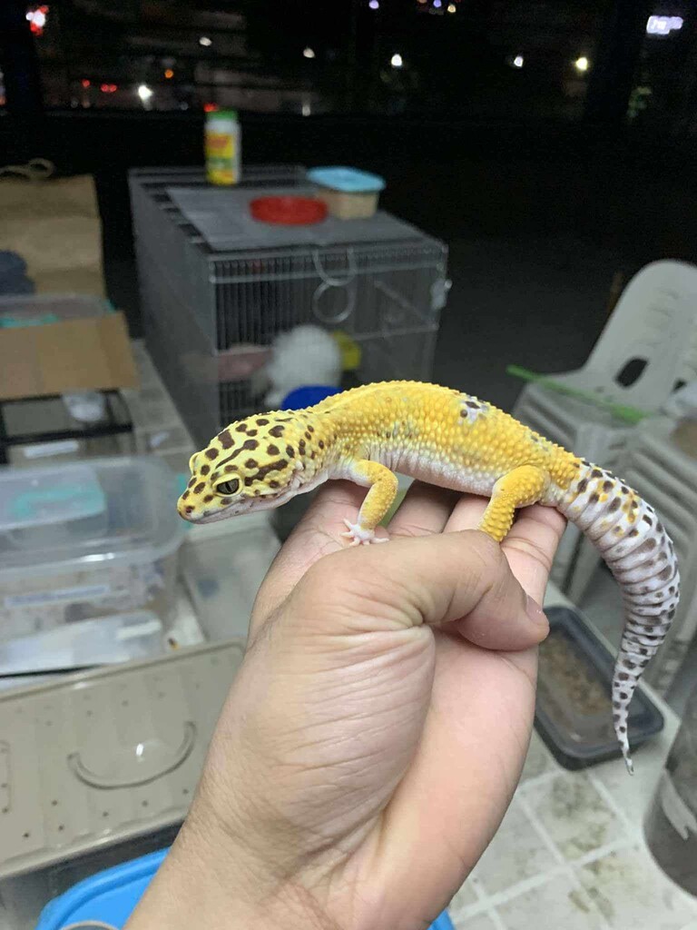 Correct LG ID? - Leopard Geckos - MorphMarket Reptile Community