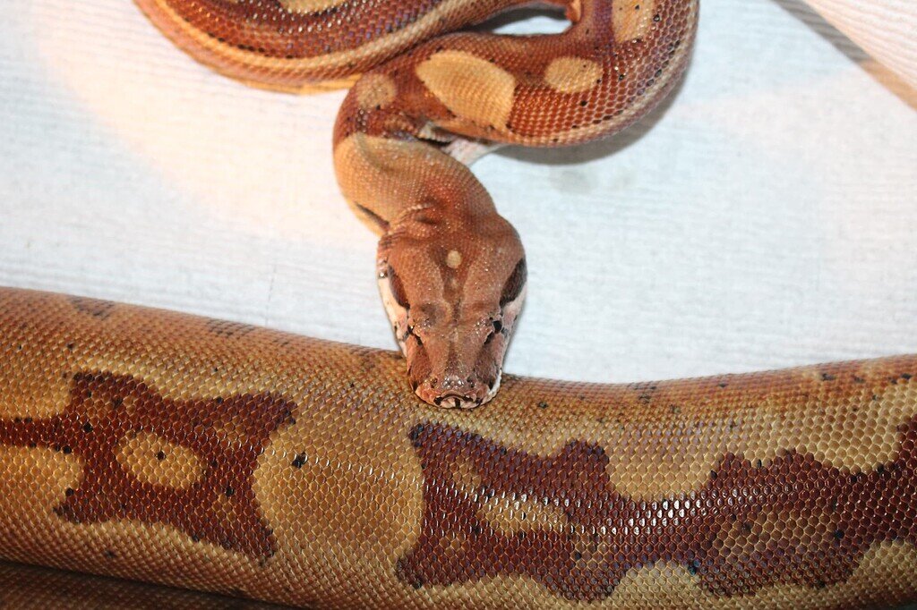 Morph identification - Boa Constrictors - MorphMarket Reptile Community