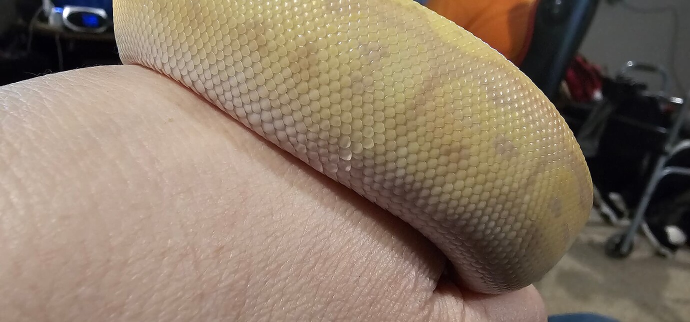Lifted scales? - Ball Pythons - MorphMarket Reptile Community